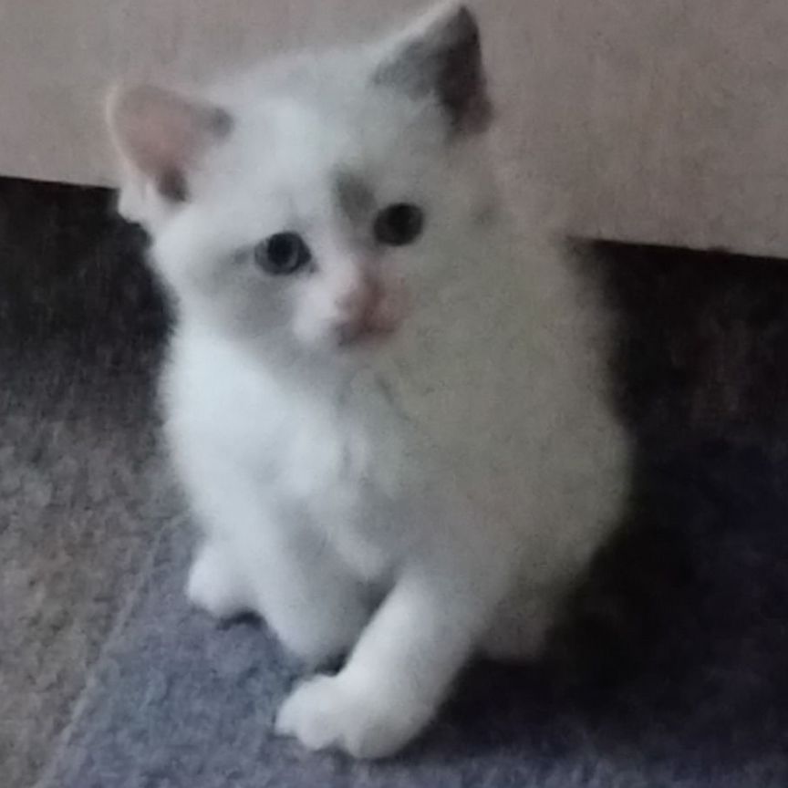 Котенок в добрые руки