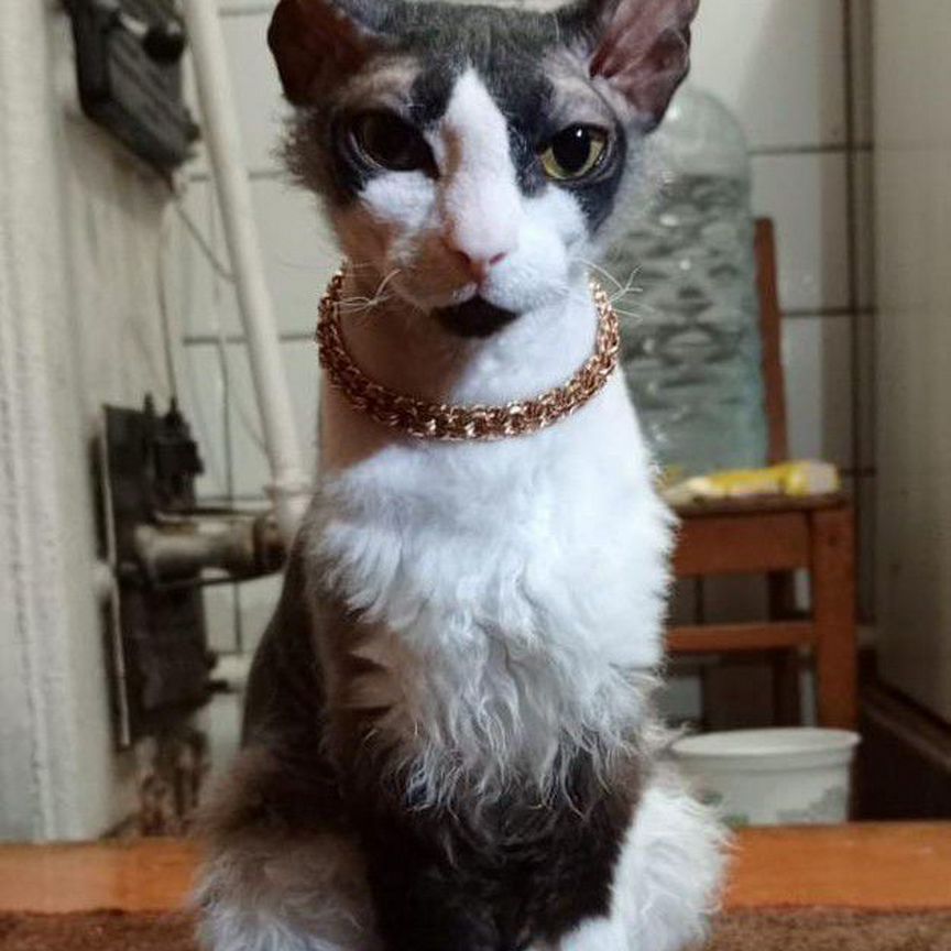Котята корниш-рекс