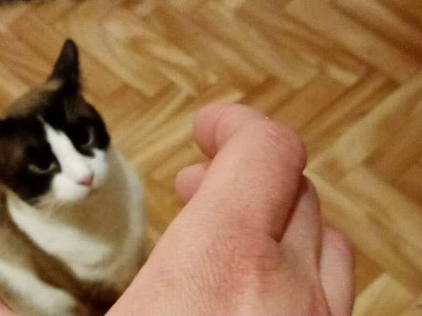Кот Сноу шу