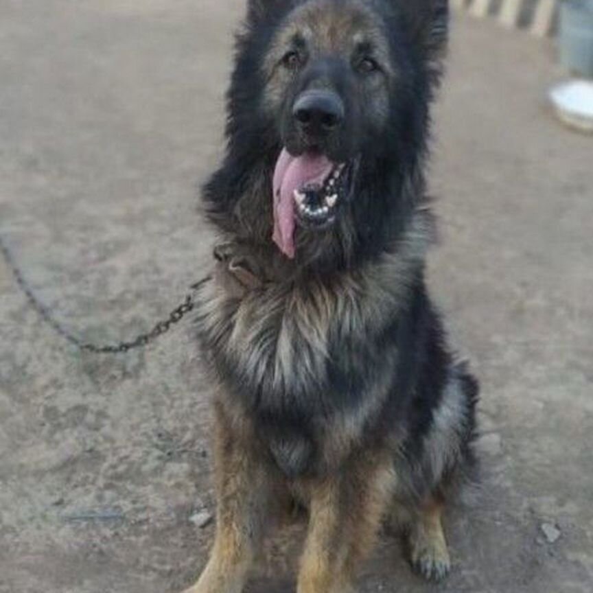 Немецкая овчарка в добрые руки На охрану