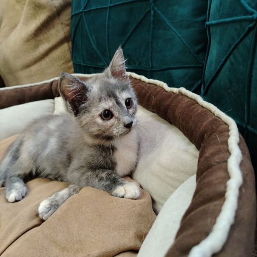 Василиса девочка три мес