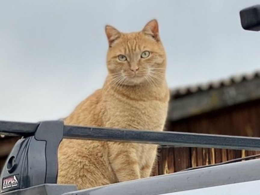 Отдам кота в добрые руки