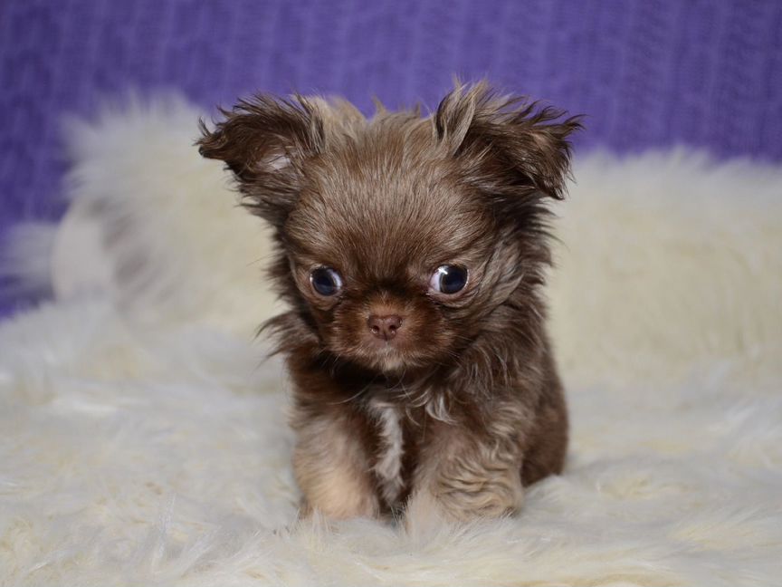 Шикарная малышка