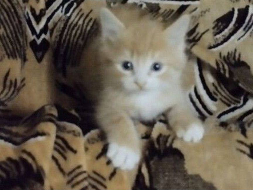 Котенок в дар