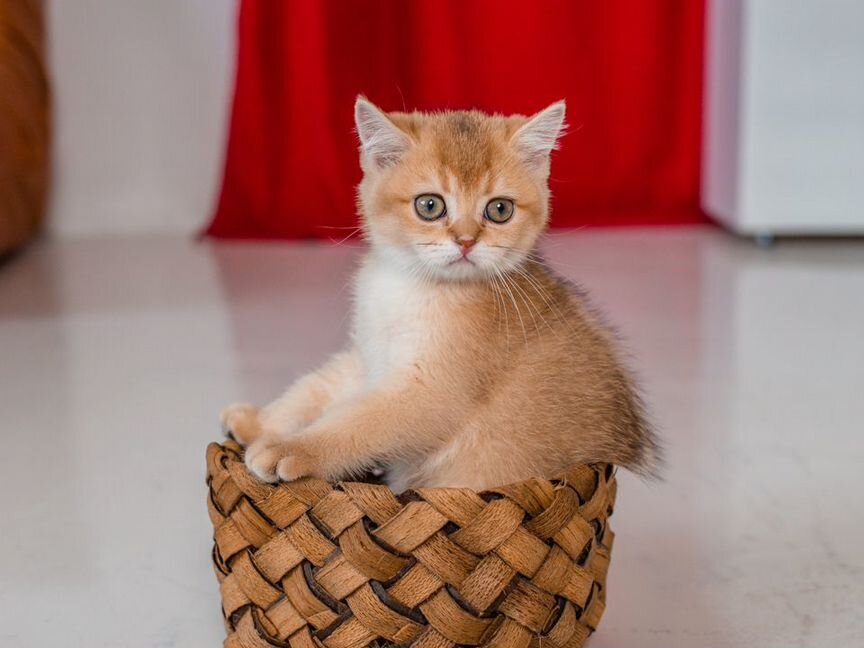 Шотландский котик