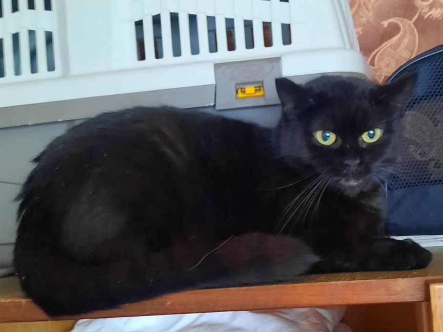 Шикарная кошечка ищет дом