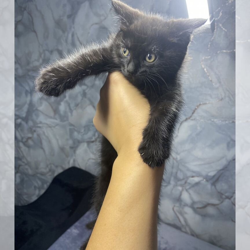 Котёнок в добрые руки