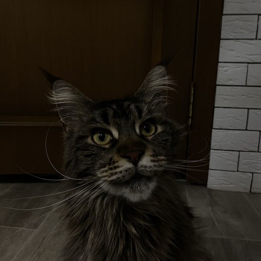 Мейн-кун котёнок