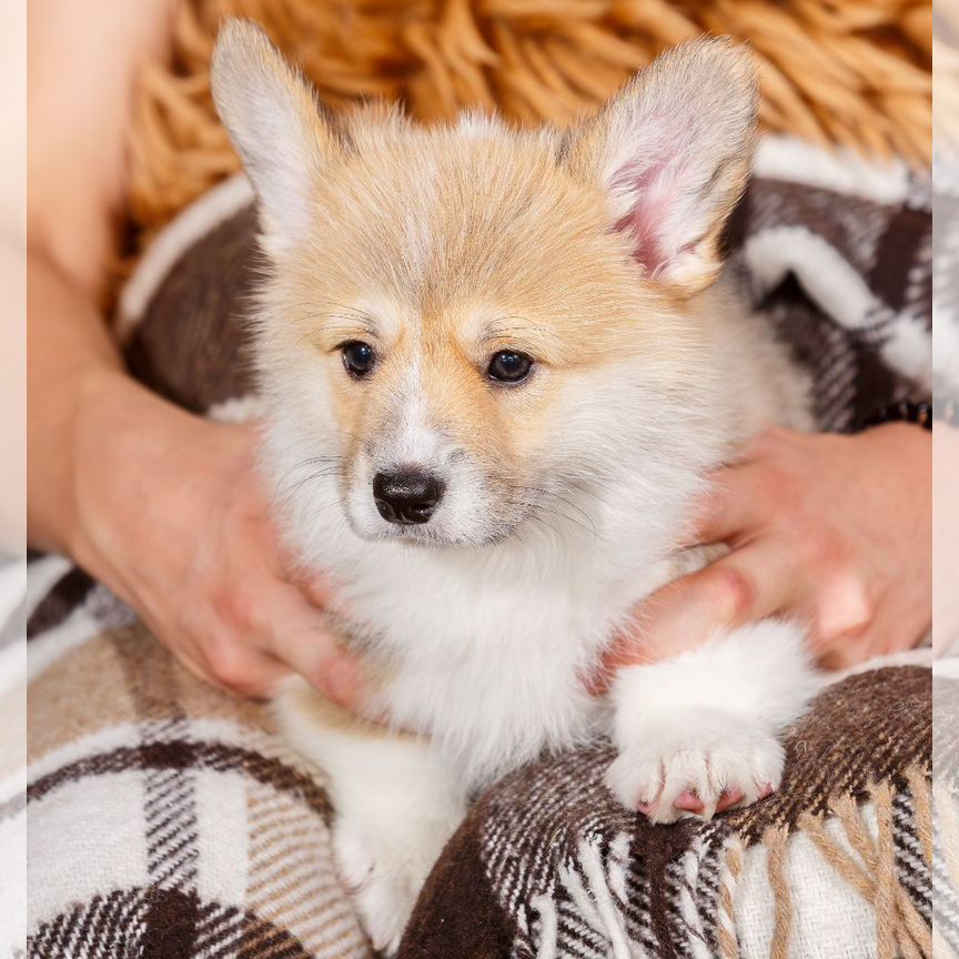 Вельш Корги Пемброк, щенок