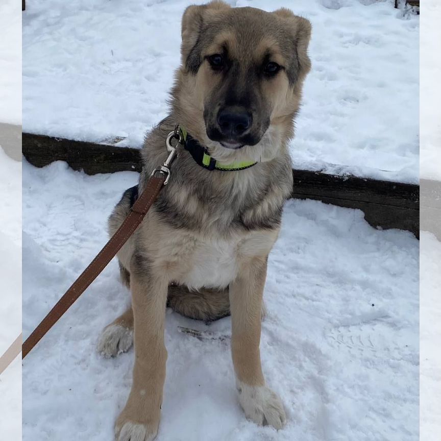 Щенок в добрые руки