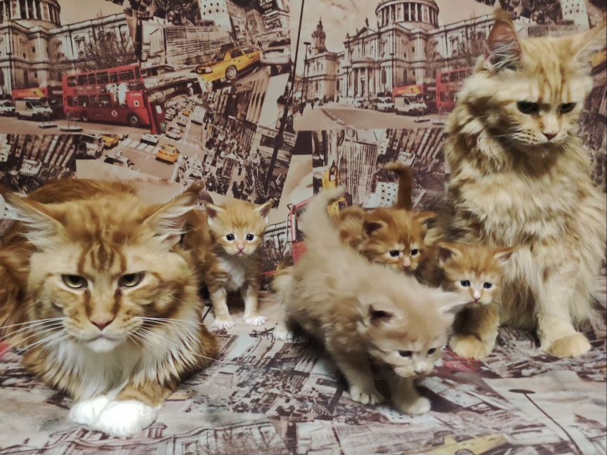 Продажа котят мейн-кун