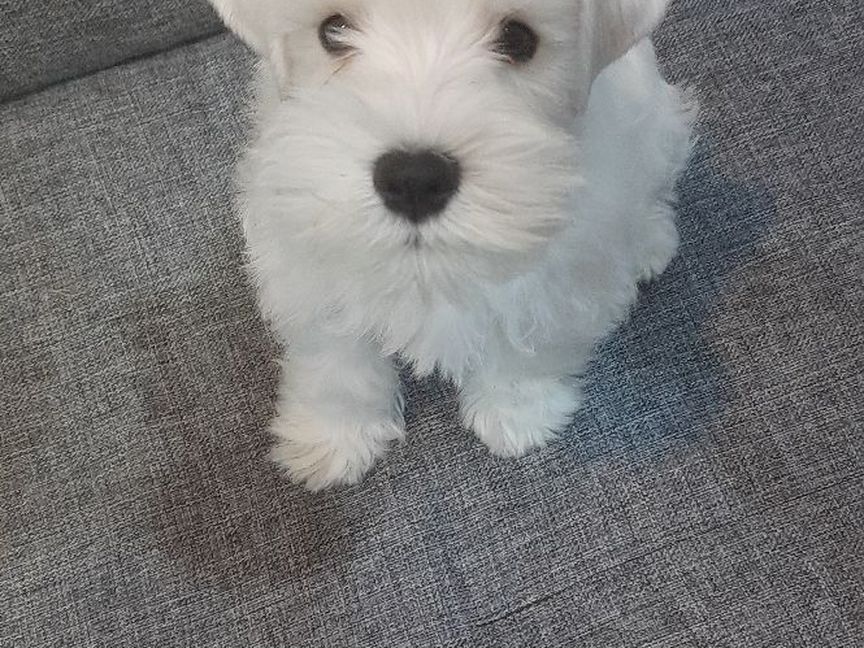 Белый цвергшнауцер