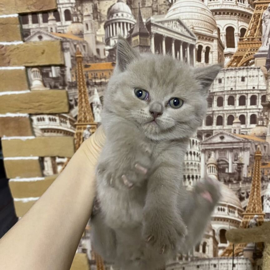 Шотландские прямоухие котята