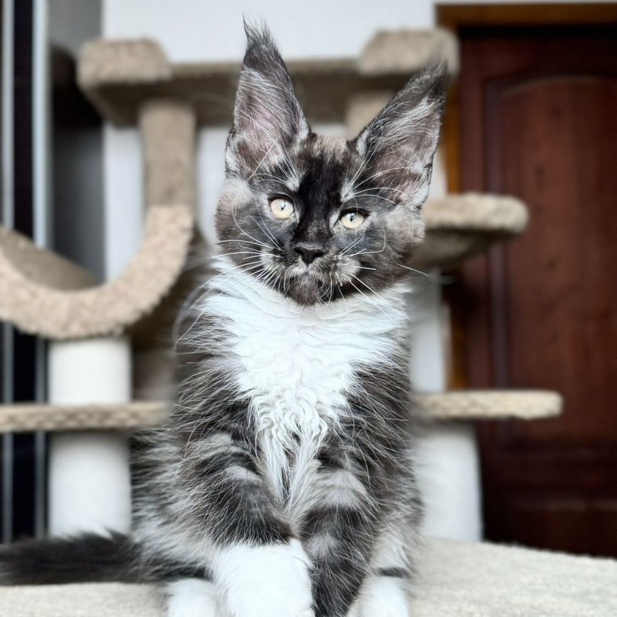 Мейн-кун мальчик