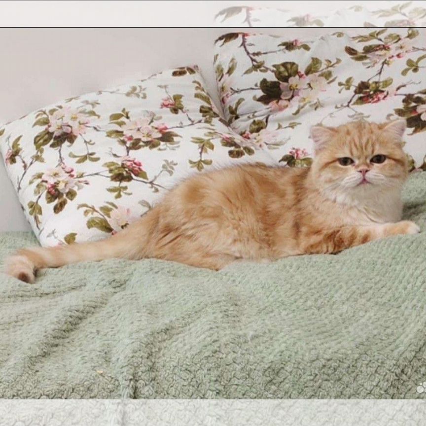 Британский золотой кот. Вязка