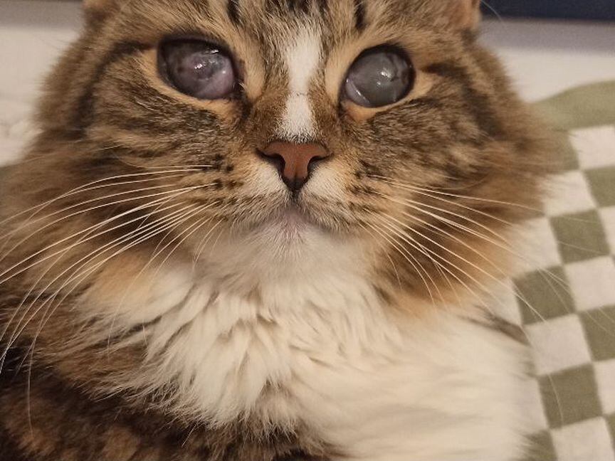 Особенная кошка в дар