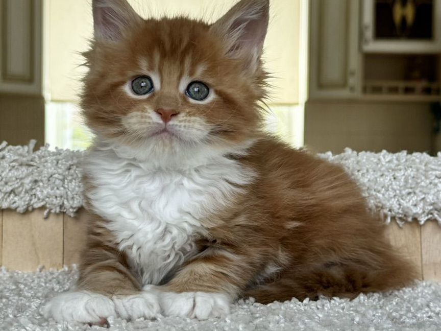 Мейн-кун полидакт кошечка 76/66