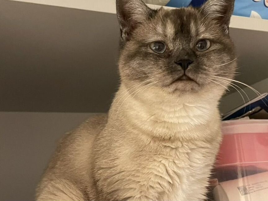 Отдам в добрые руки