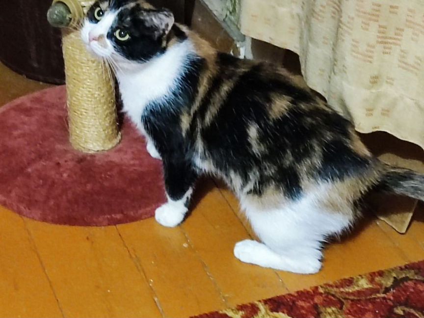 Ласковая кошка