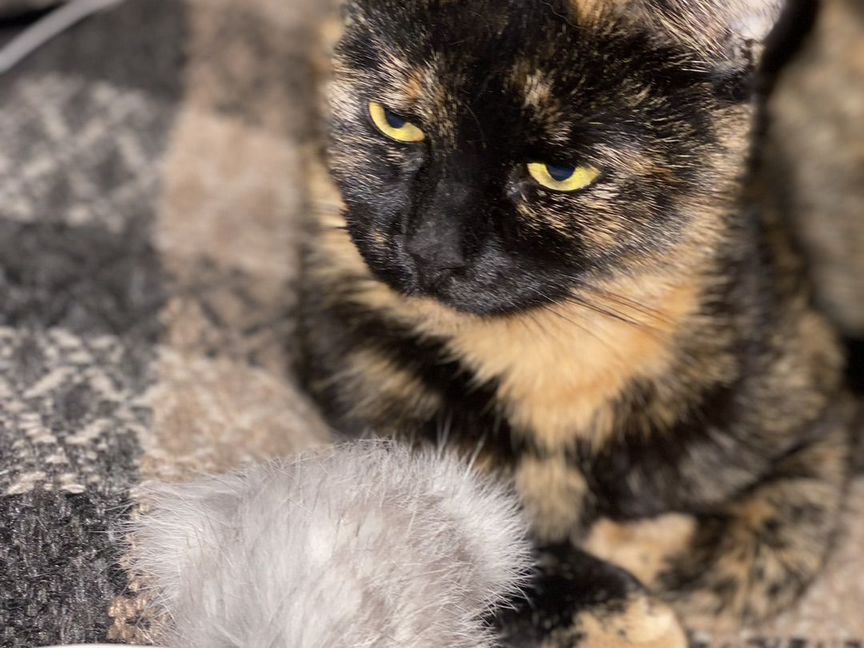 В надежные руки