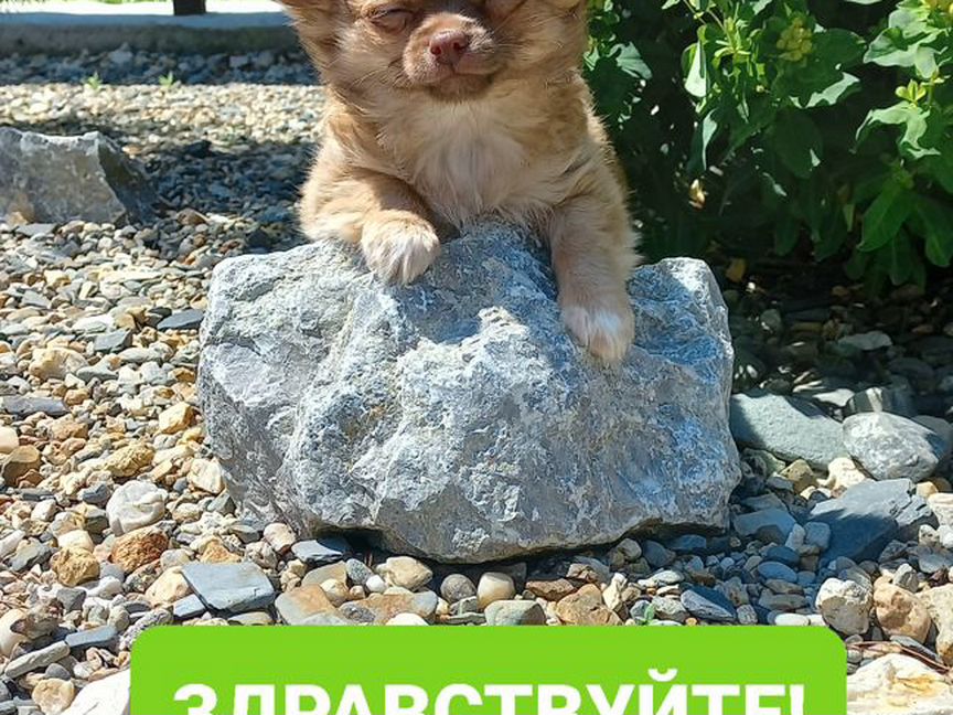 Мальчик чихуахуа