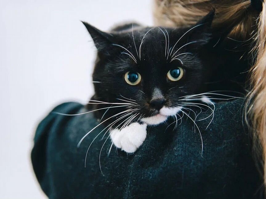 Котик в добрые руки бесплатно