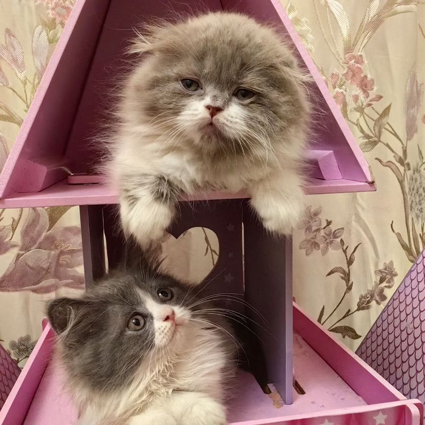 Котята Хайленд фолд Шотландские