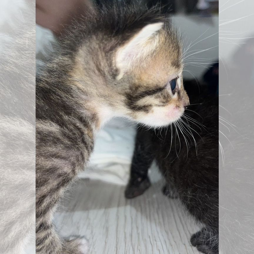 Сибирский котёнок