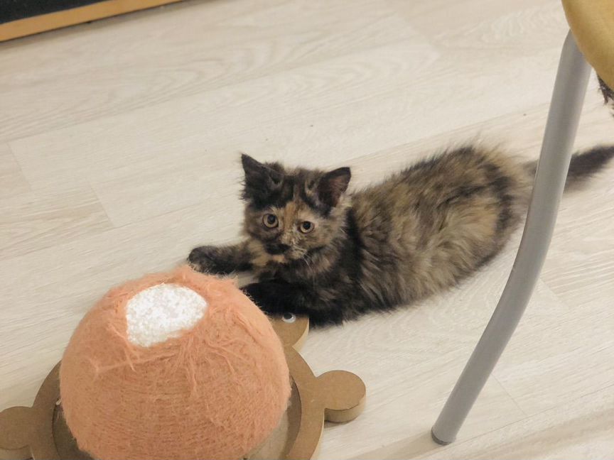 Котенок 2 месяца в добрые руки