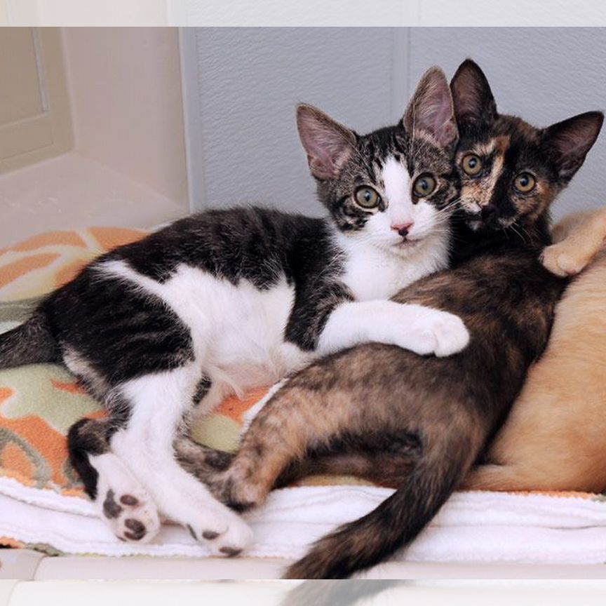 Европейский короткошёрстный котёнок