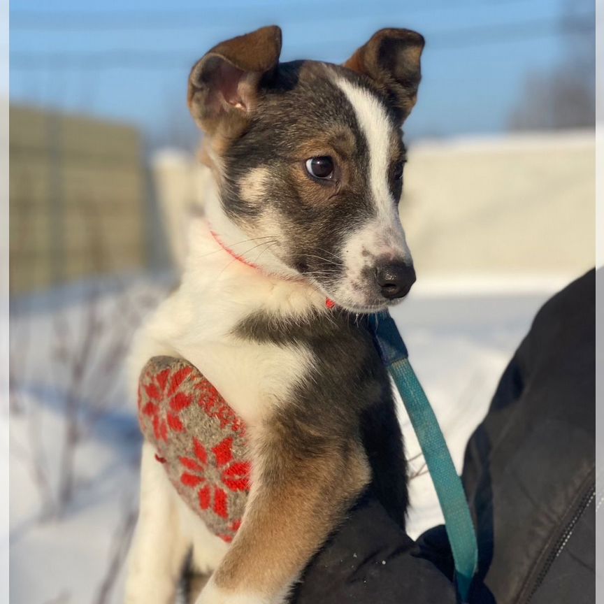 Щенок в добрые руки