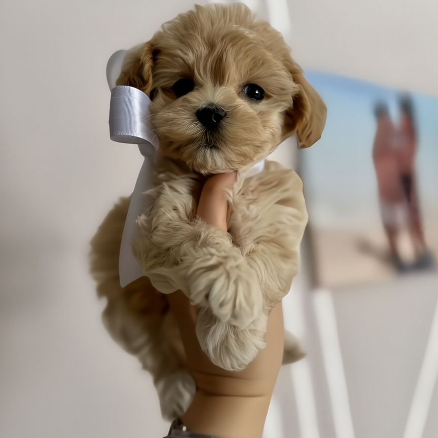 Мальтипу, щенок