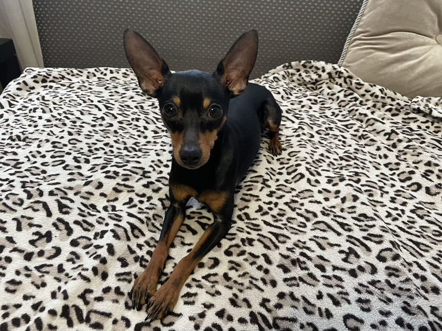 Пражский крысарик,вязка