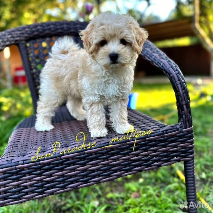Maltipoo mini F-1 крови Корея