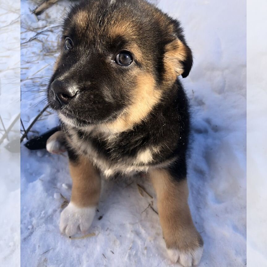 Щенок в добрые руки