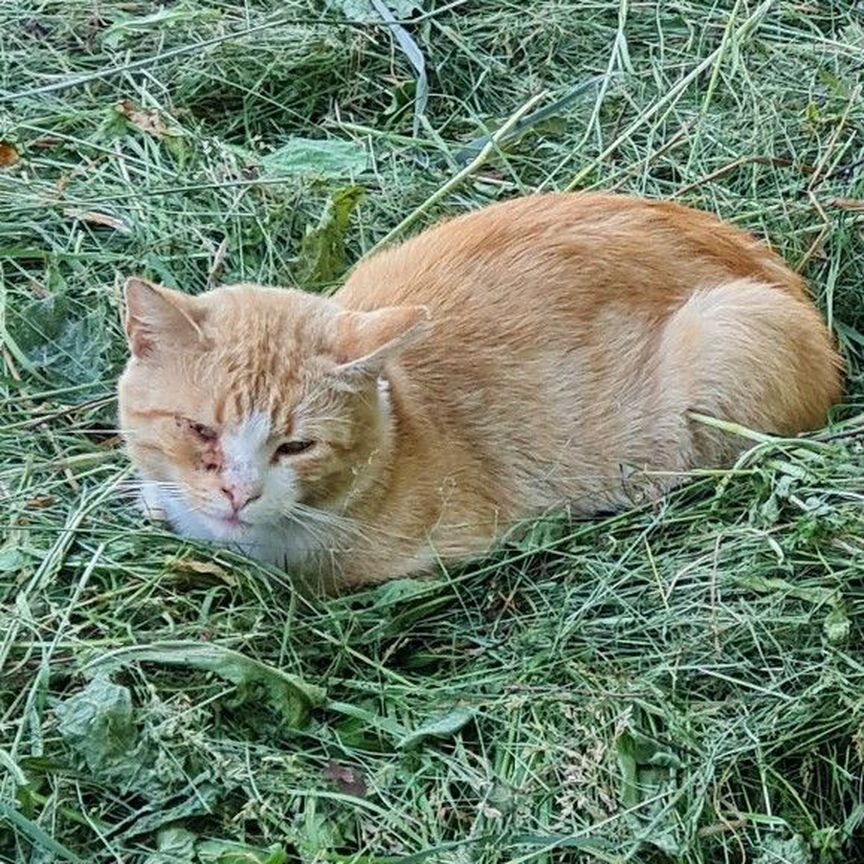 Кот больной и никому не нужный. Прошу помощи
