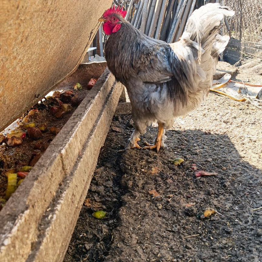 Продаются Петухи