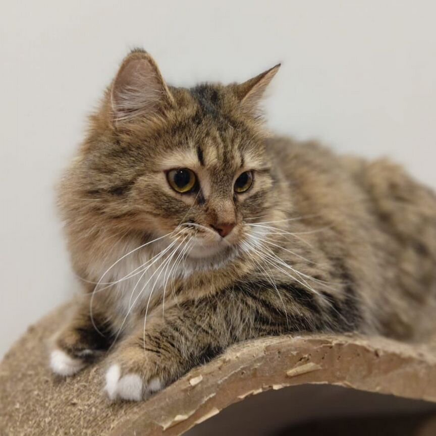 Кошка в добрые руки