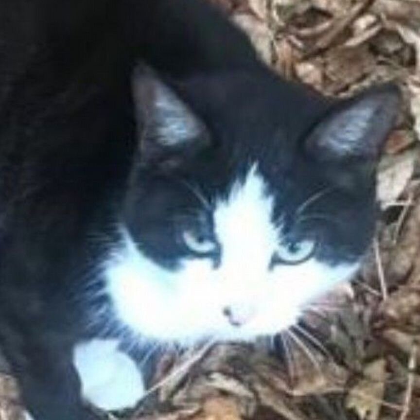 Кошечка ласкуша