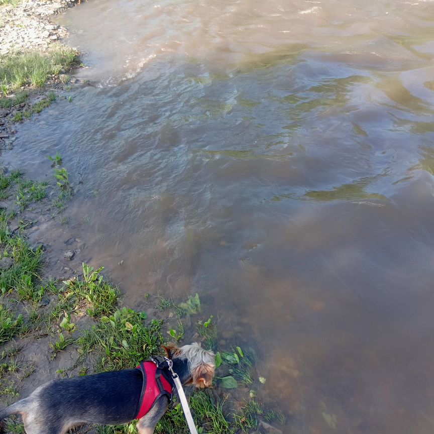 Йоркшерский терьер мальчик