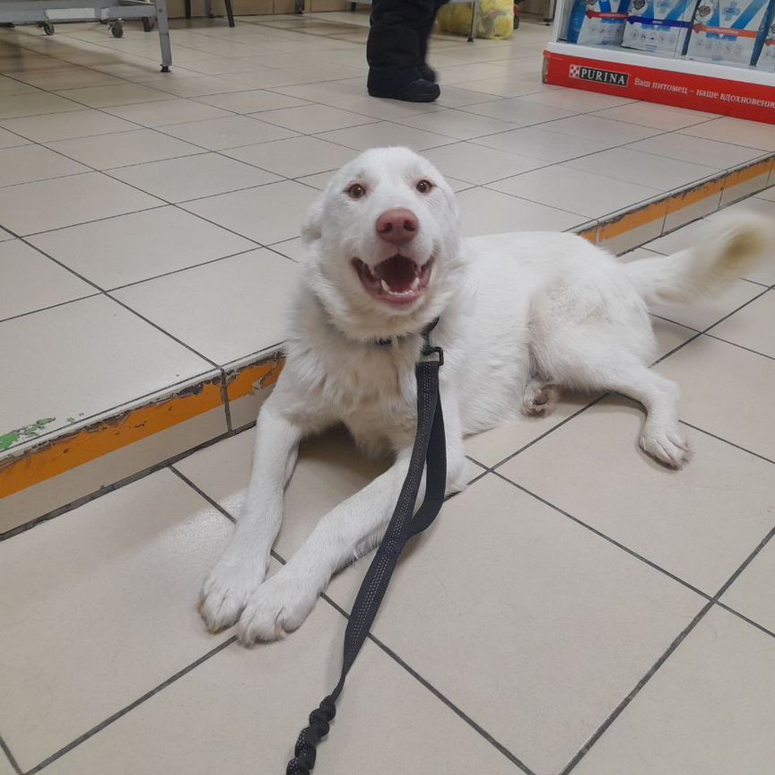 Взрослый пёс в добрые руки