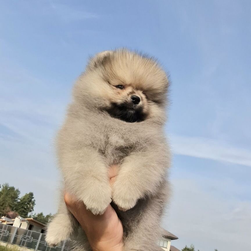 Померанский шпиц мини. Мальчик 2 мес. Оранж