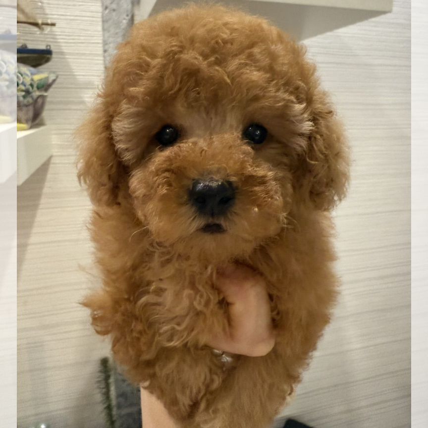 Той-пудель, щенок