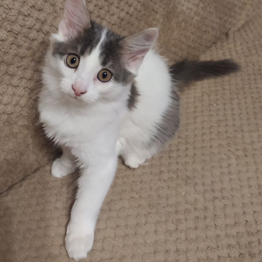 Кошечка Буся