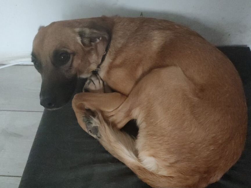 Собака в добрые руки отдам бесплатно