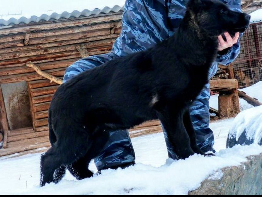 Собака