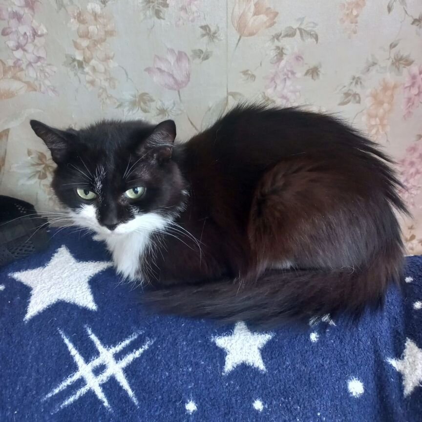 Отдам в добрые руки