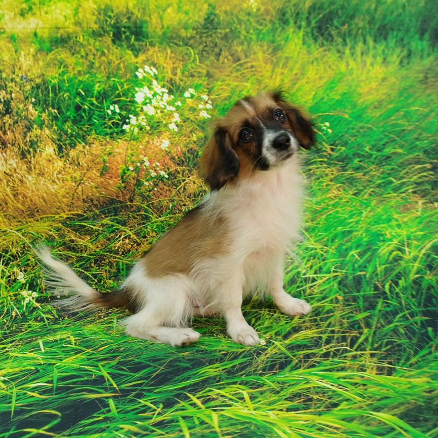 Замечательный мальчик Фален