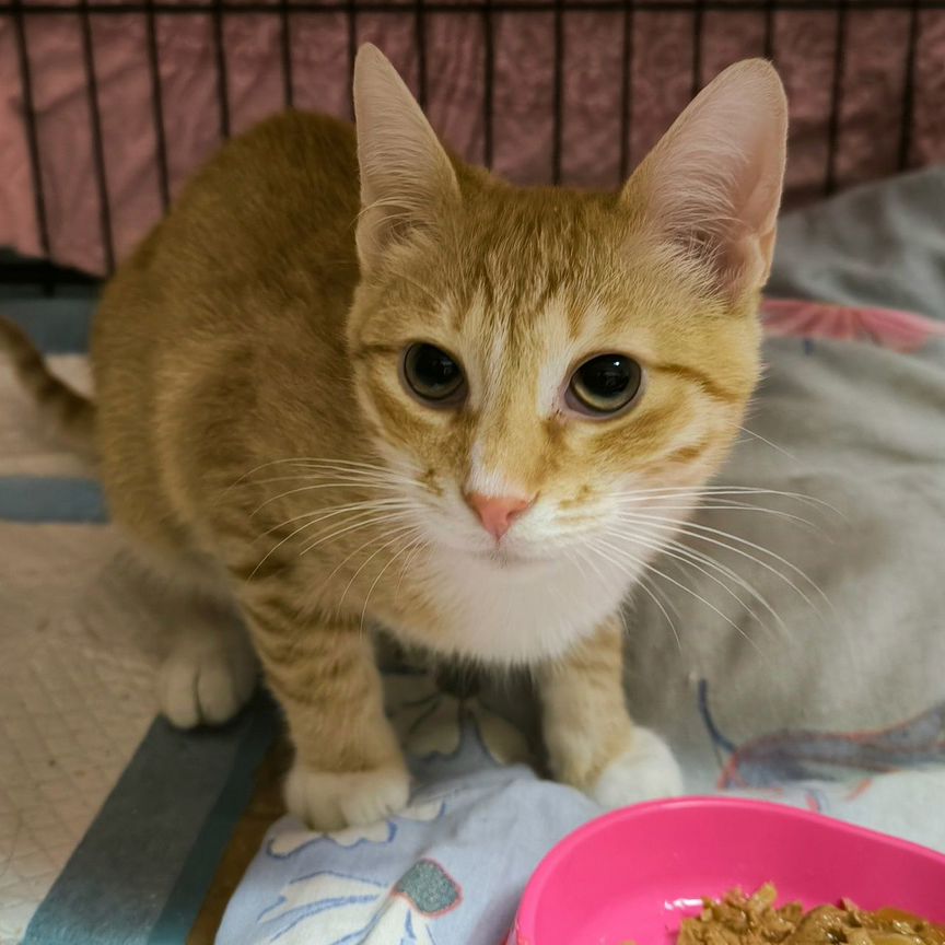 Рыжик 5 мес один остался его братики дома