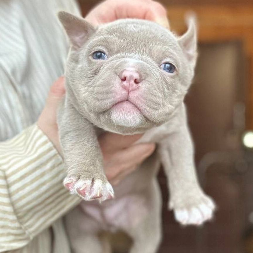 Американский булли, щенок